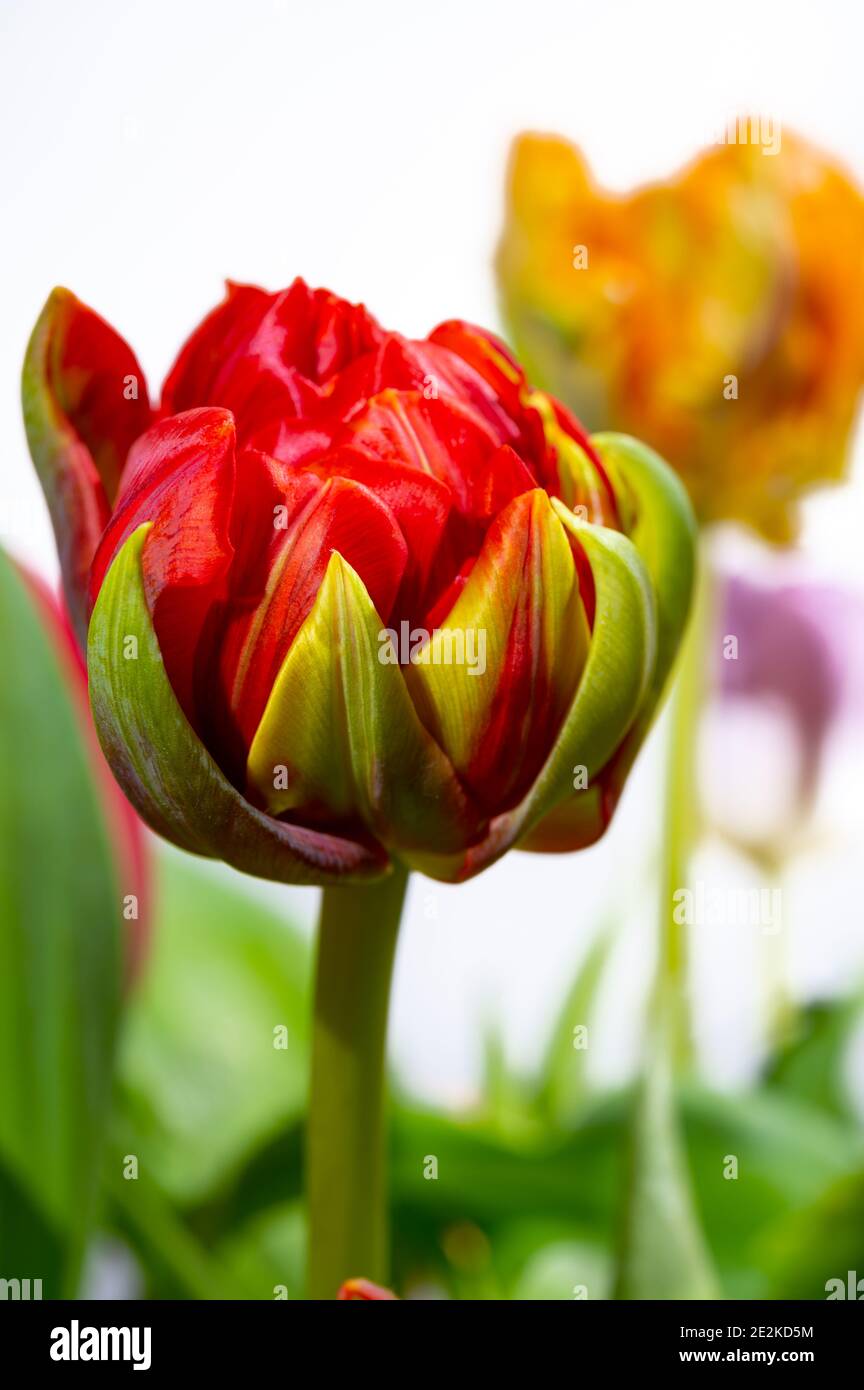 Big red double dutch tulip flower close up on white background Stock ...