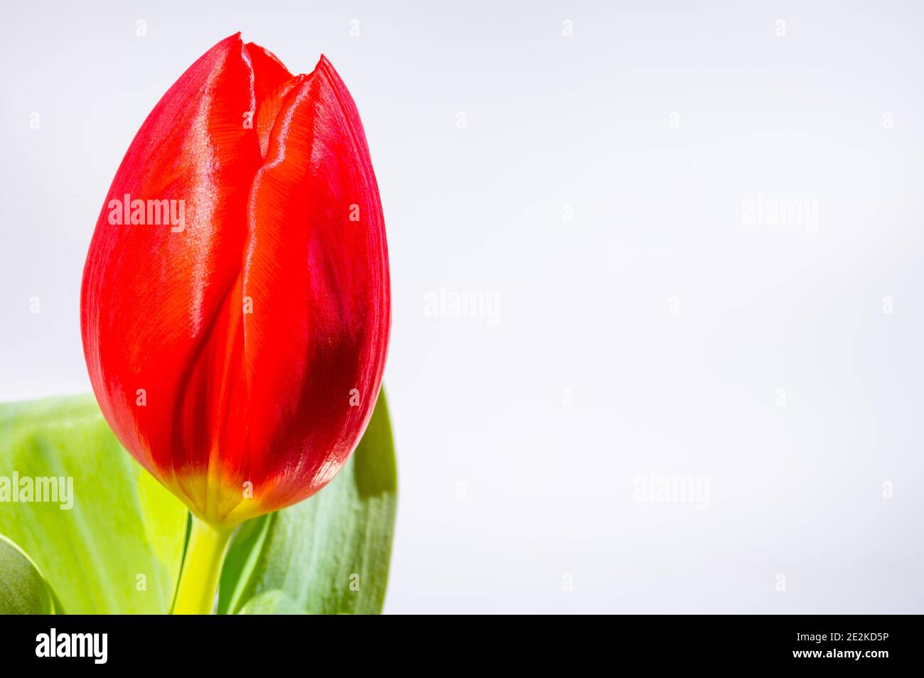Big red dutch escape tulip flower close up on white background Stock ...