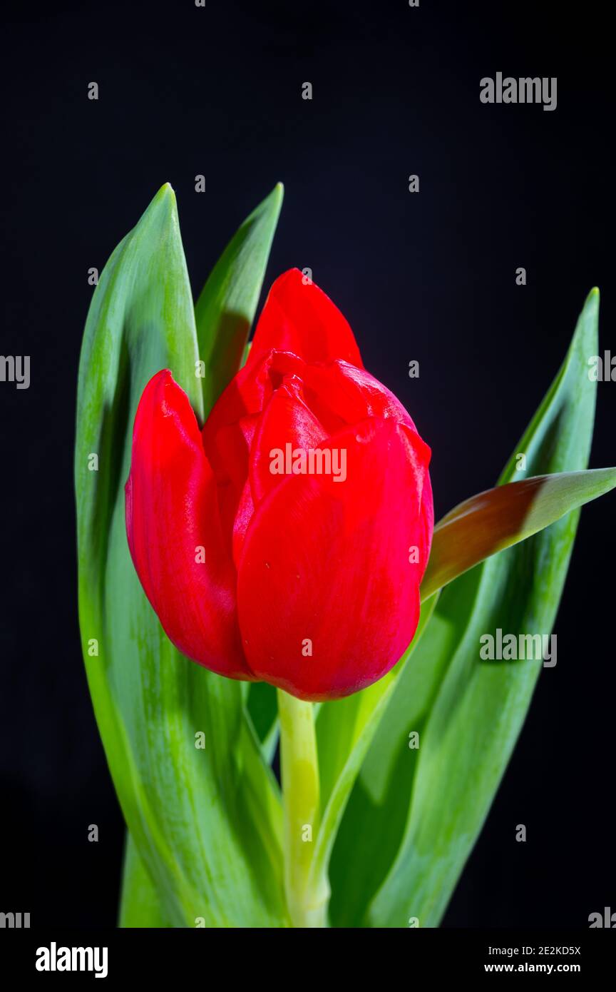 Big red dutch escape tulip flower close up on black background Stock ...