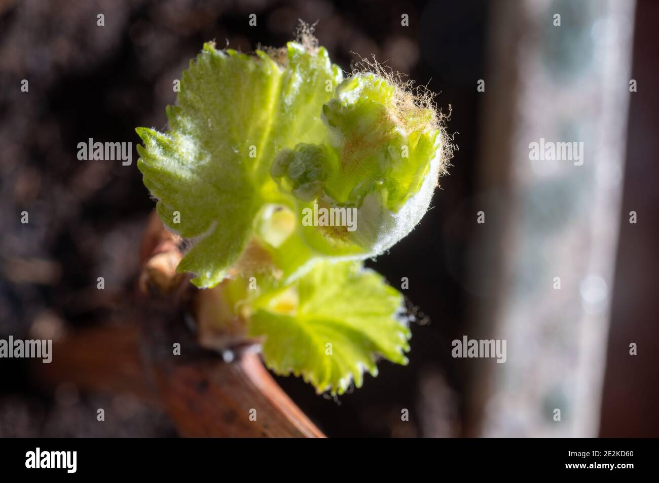Botanical collection, reproduction of vine cuttings, young green shoot ...