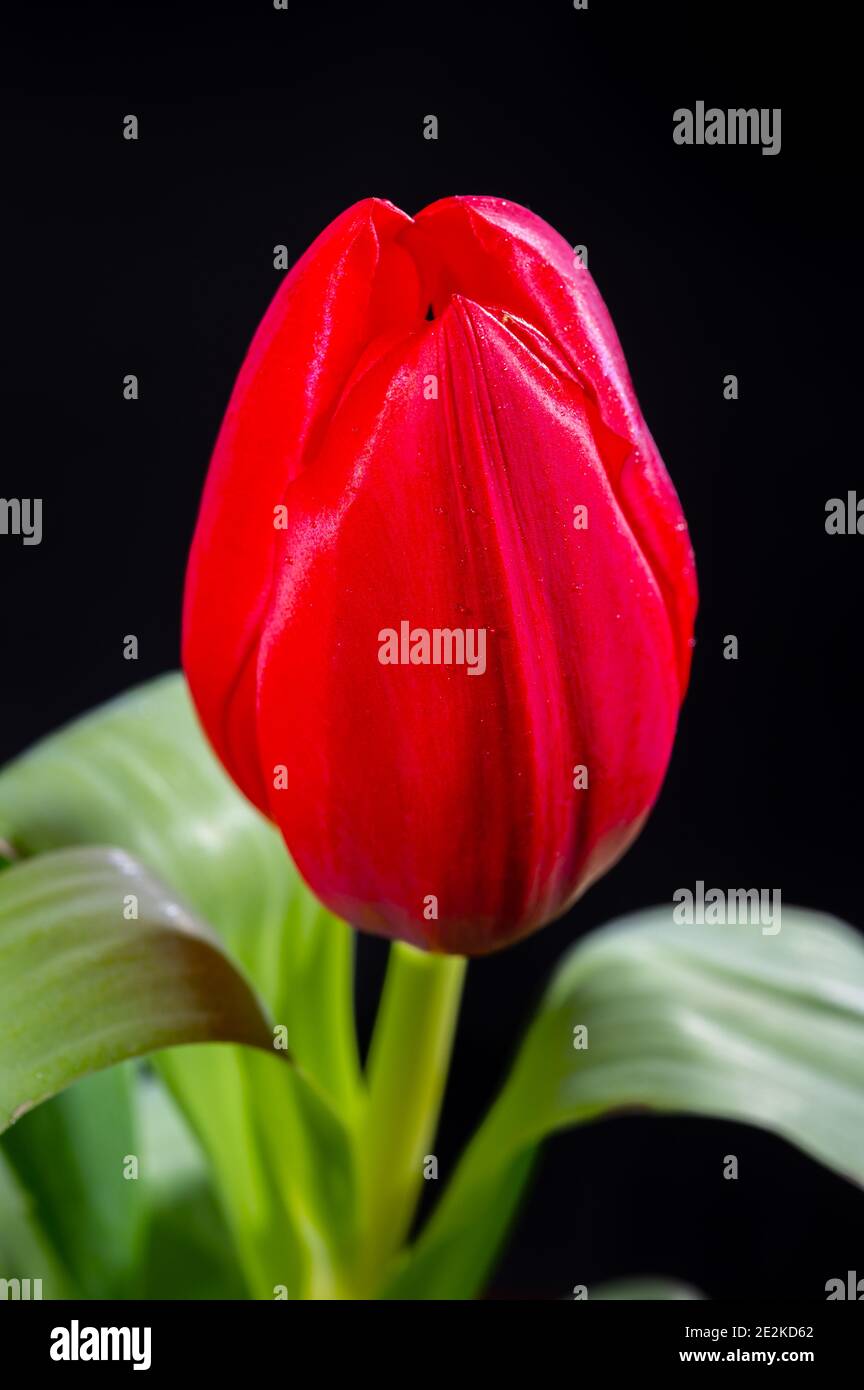 Big red dutch escape tulip flower close up on black background Stock ...