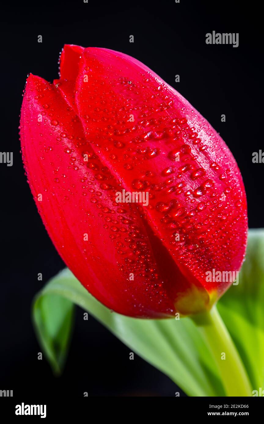 Big red dutch escape tulip flower close up on black background Stock ...
