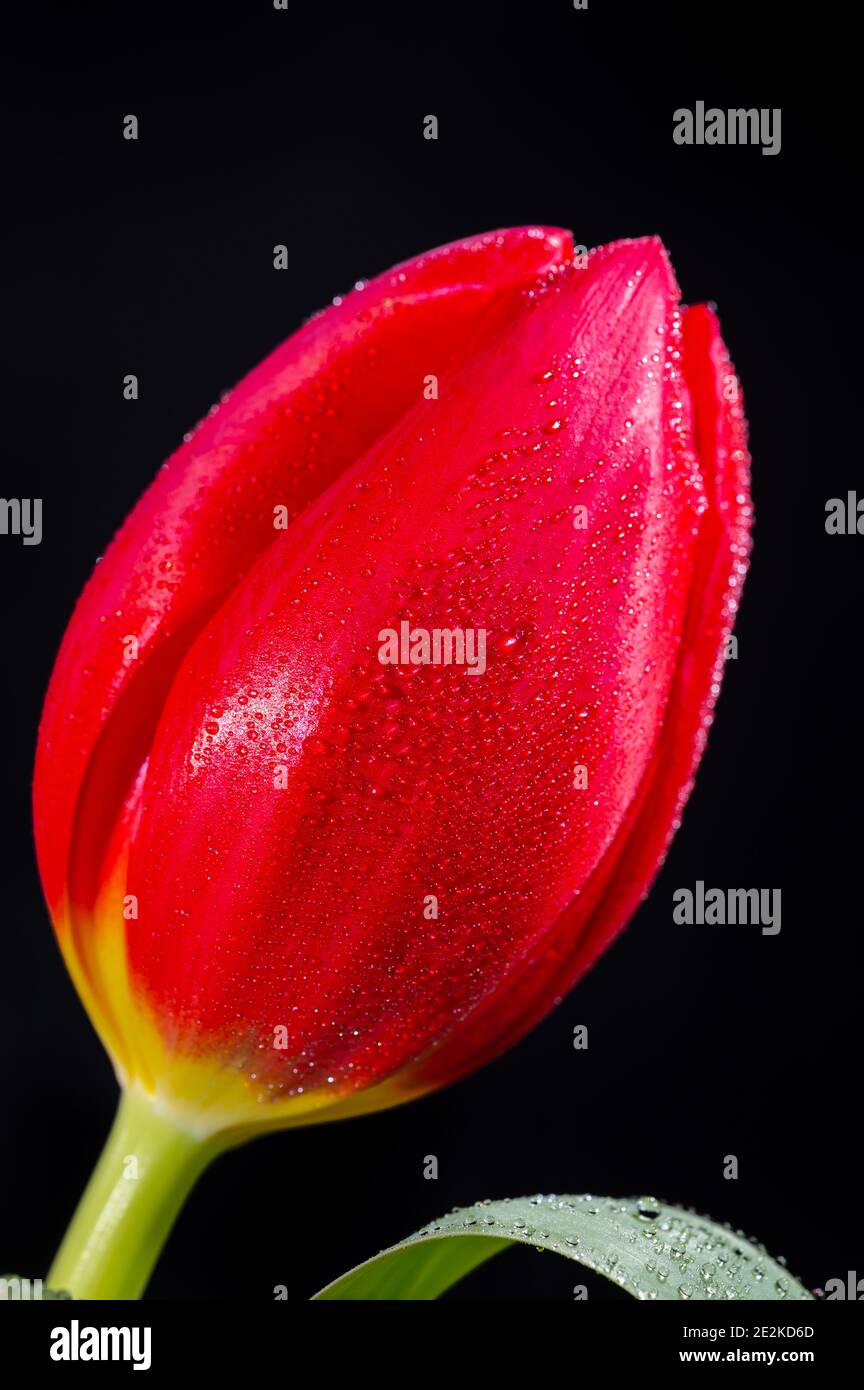Big red dutch escape tulip flower close up on black background Stock ...