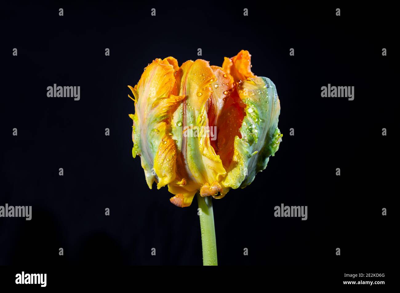 Colorful big dutch parrot tulip flower close up on black background ...