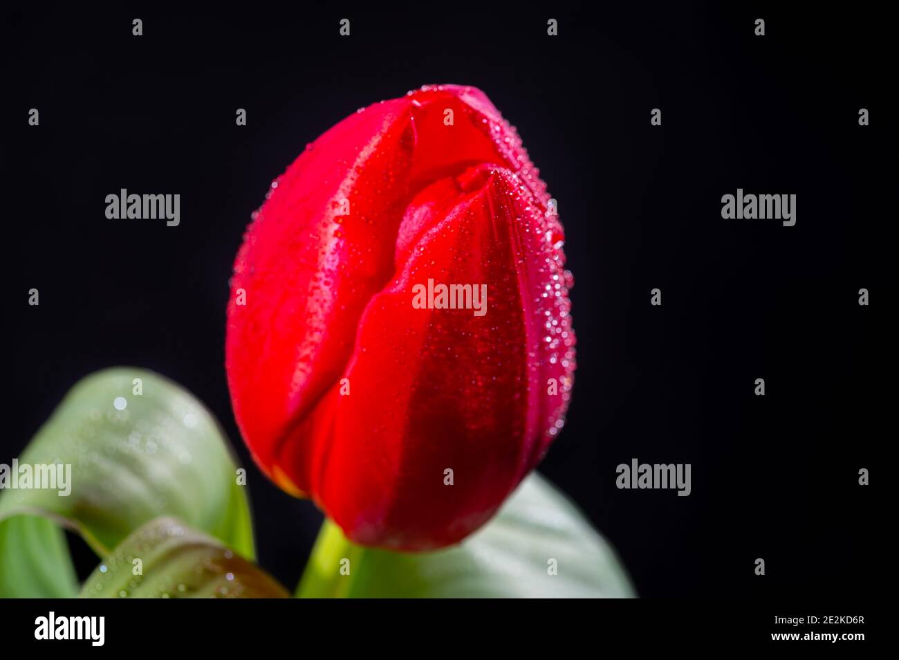 Big red dutch escape tulip flower close up on black background Stock ...