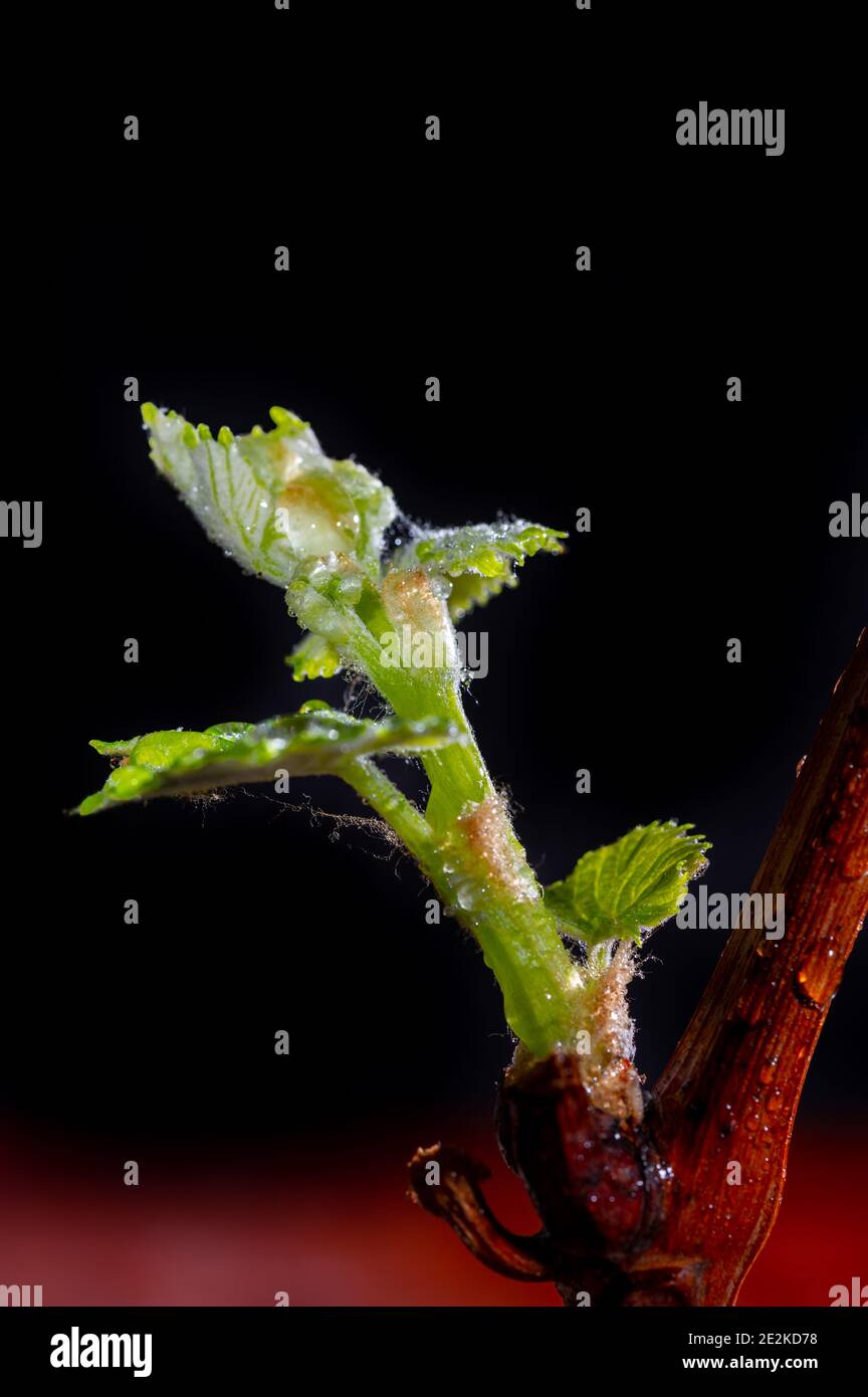 Botanical collection, reproduction of vine cuttings, young green shoot ...