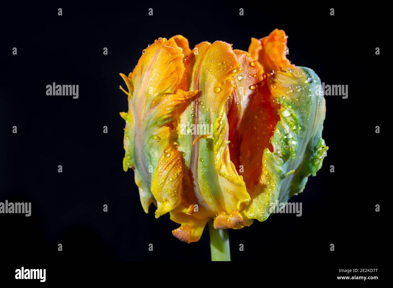 Colorful big dutch parrot tulip flower close up on black background ...
