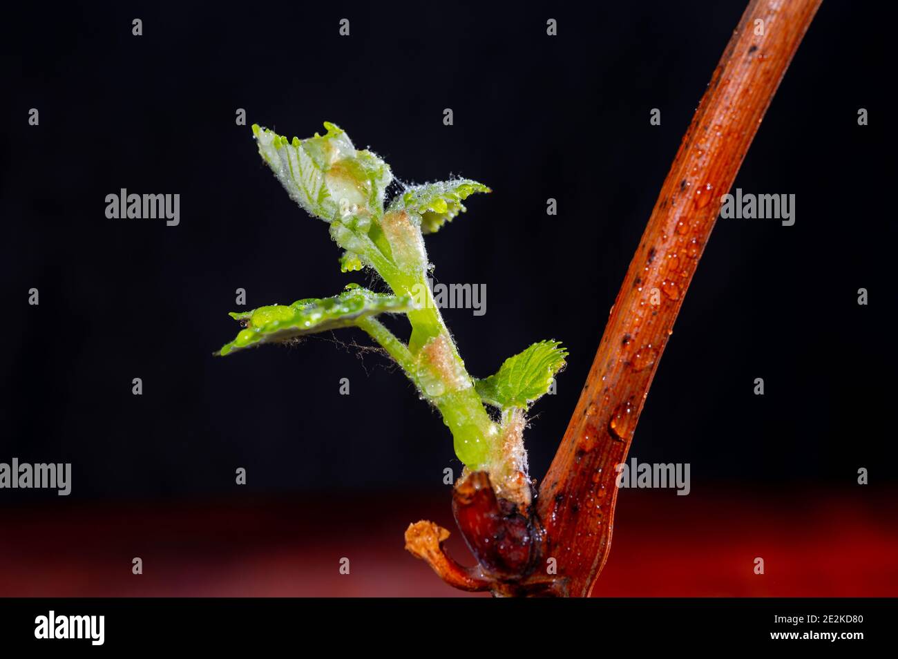 Botanical collection, reproduction of vine cuttings, young green shoot ...