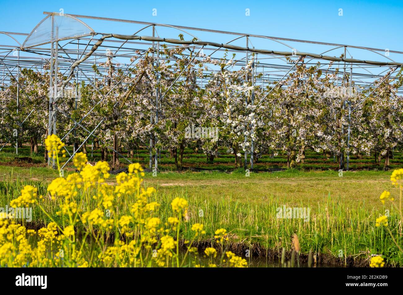 Rows of cherry trees with white blossom in fruit orchard with bird ...