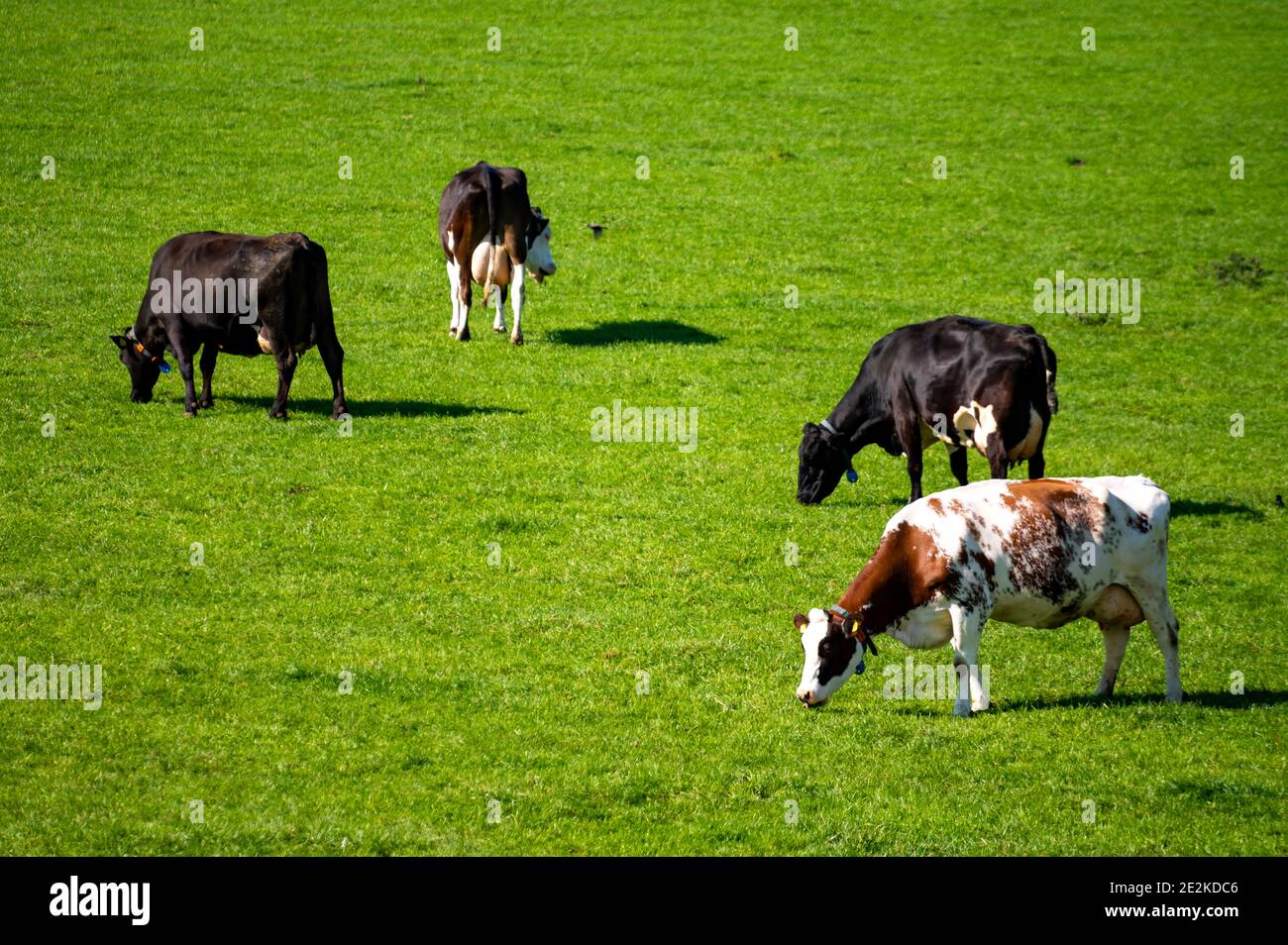 Dutch black white cows with milk grazing on green grass pasture in ...