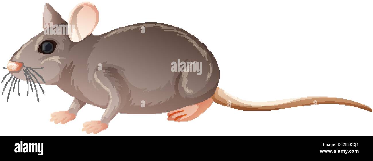 Isolated mouse on white background illustration Stock Vector Image ...