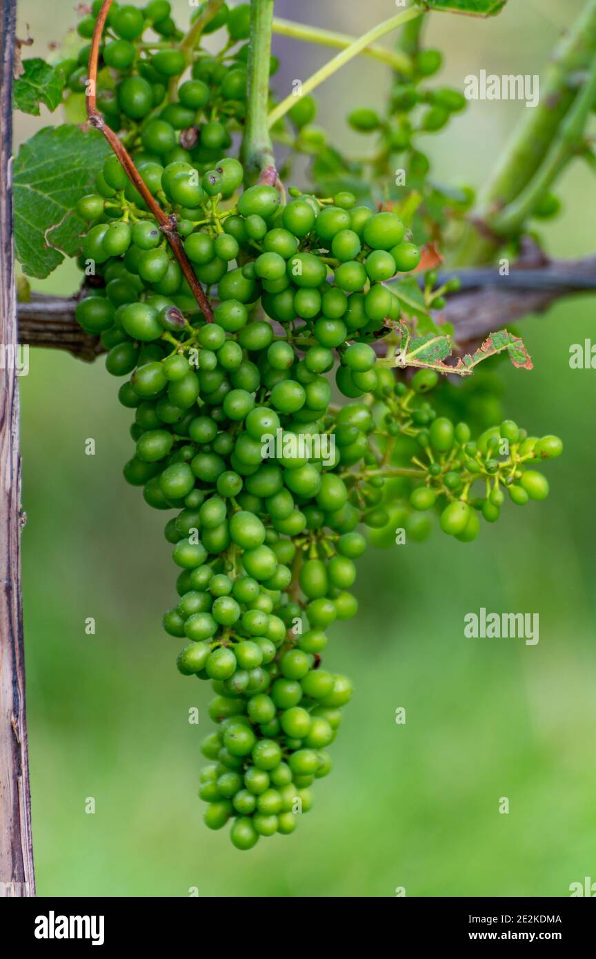 Summertime on Dutch vineyard, young green wine grapes hanging and ...