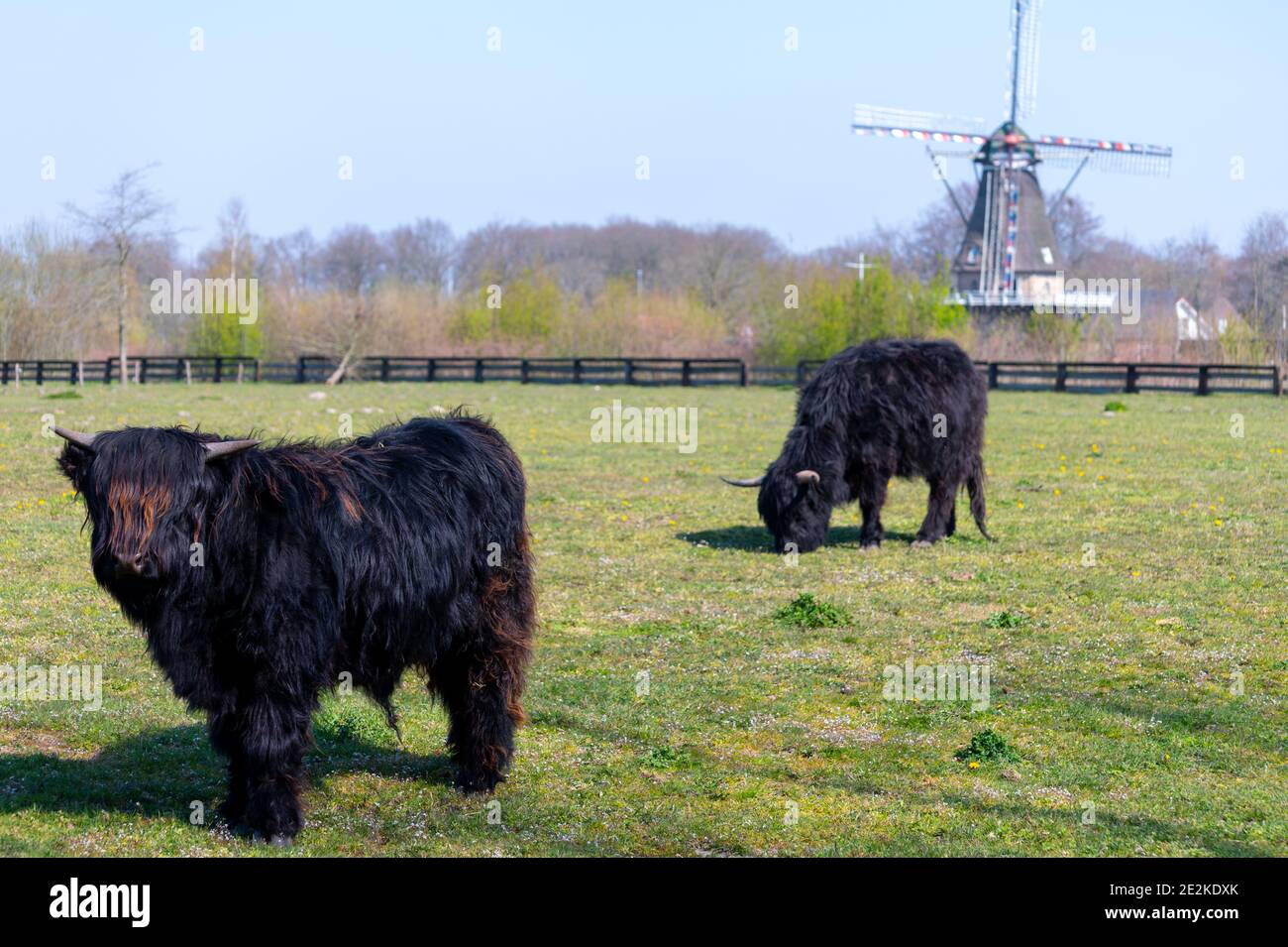 Old dutch cattle breed hi-res stock photography and images - Alamy