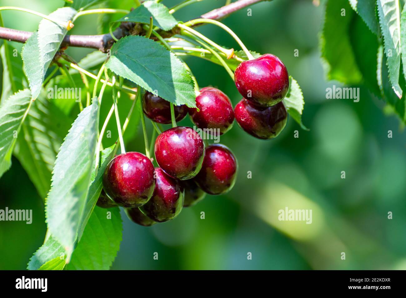New harvest of big dark ripe sweet cherries on cherry trees plantation ...