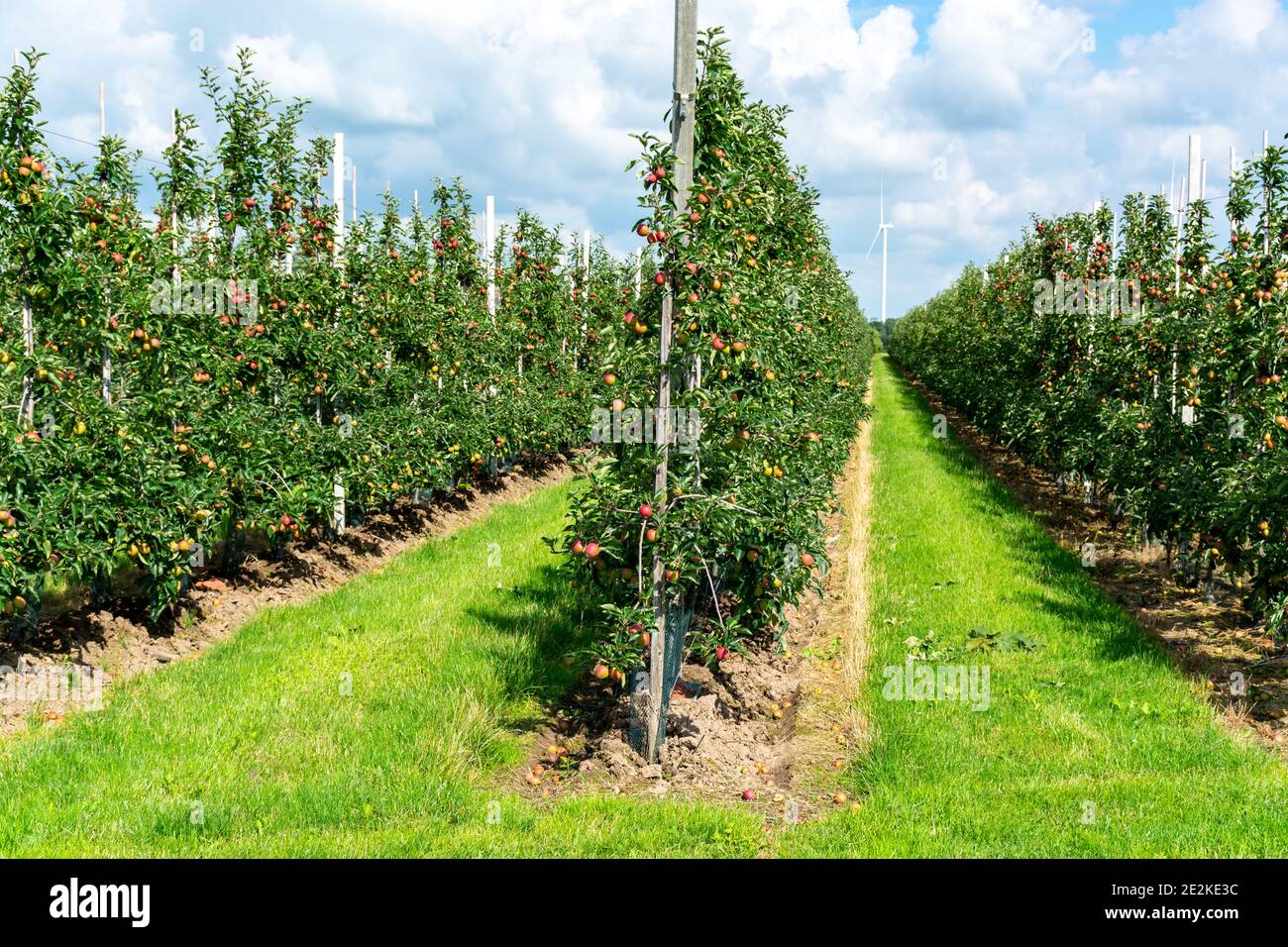Green organic orchards with rows of apple trees with ripening fruits in ...