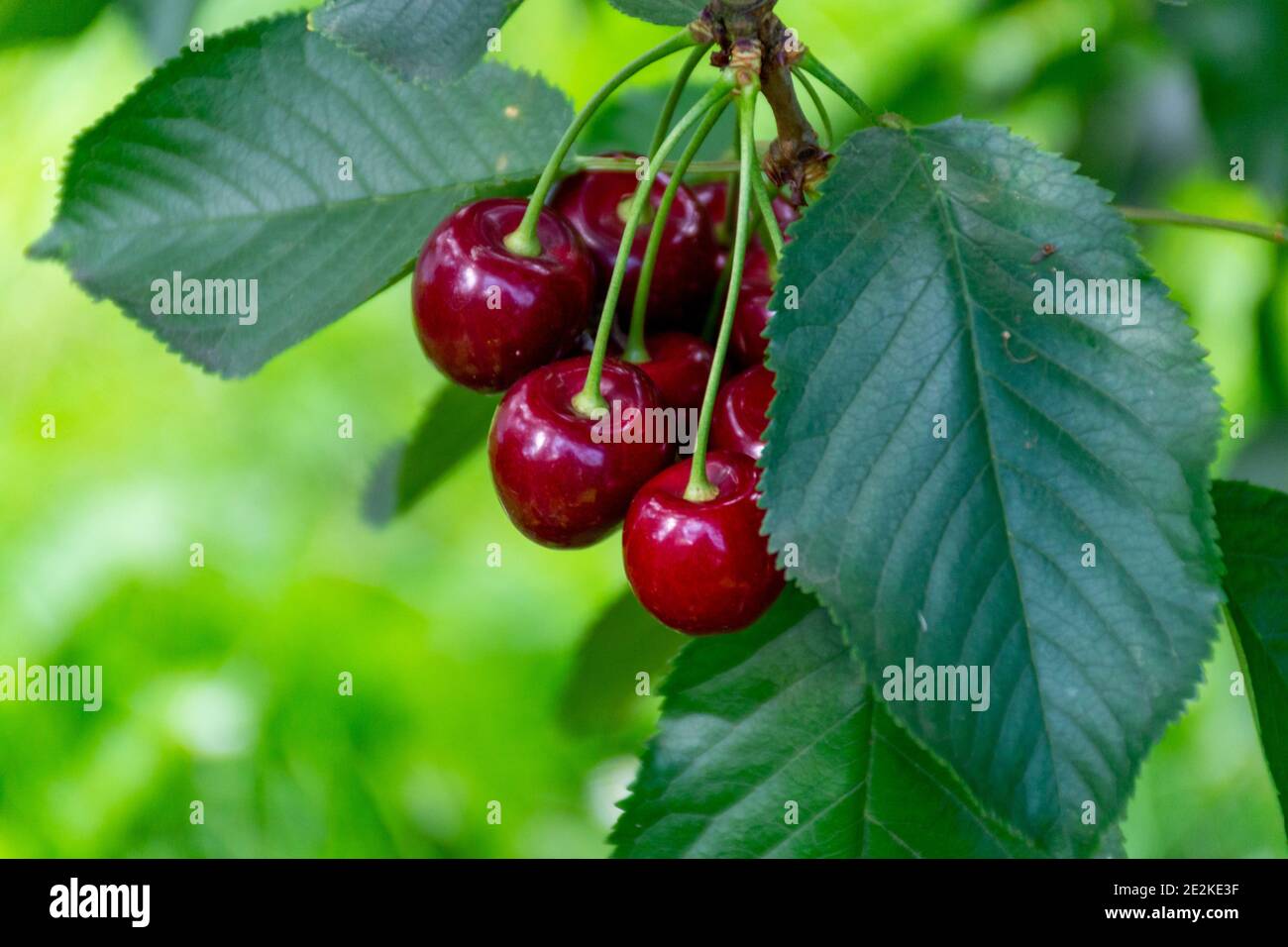 New harvest of big dark ripe sweet cherries on cherry trees plantation ...