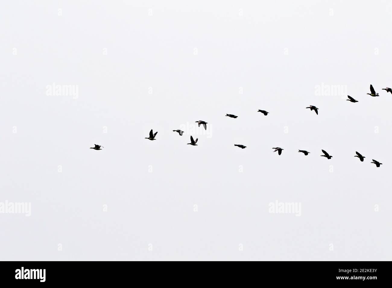 Flying birds formation hi-res stock photography and images - Alamy
