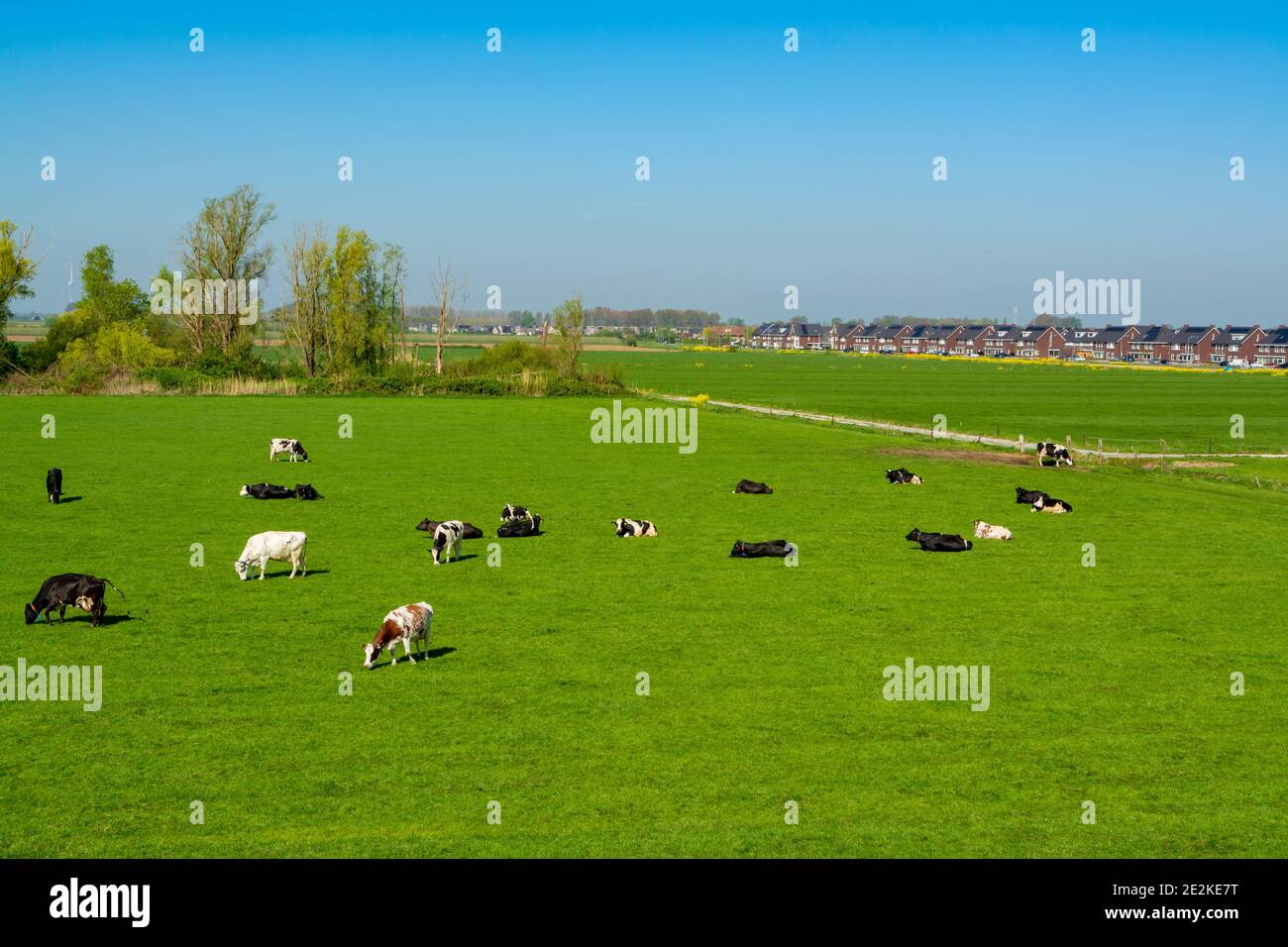 Dutch black white cows with milk grazing on green grass pasture in ...