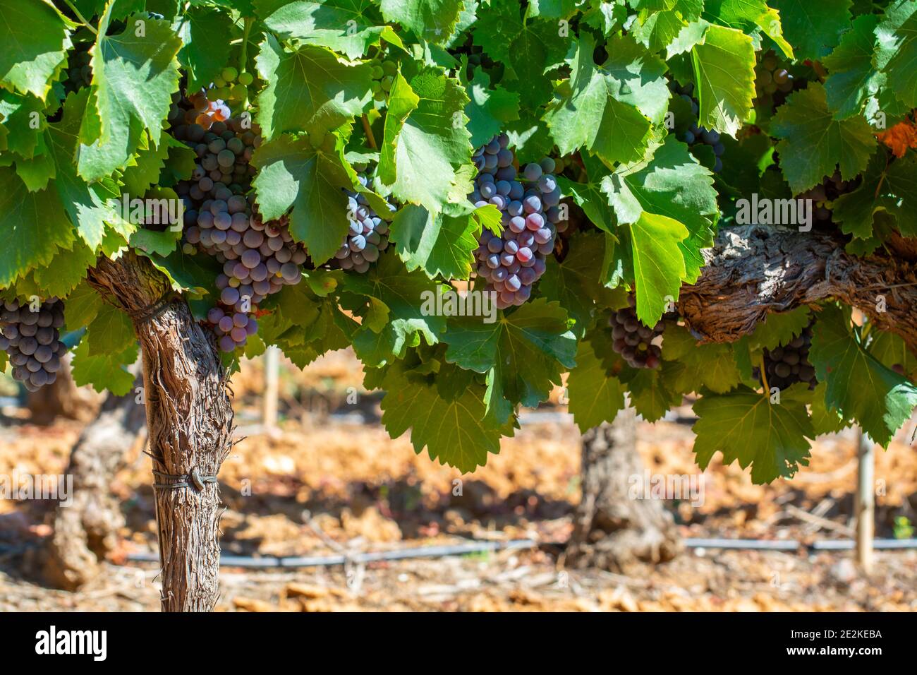 Vineyards of AOC Luberon mountains near Apt with old grapes trunks ...