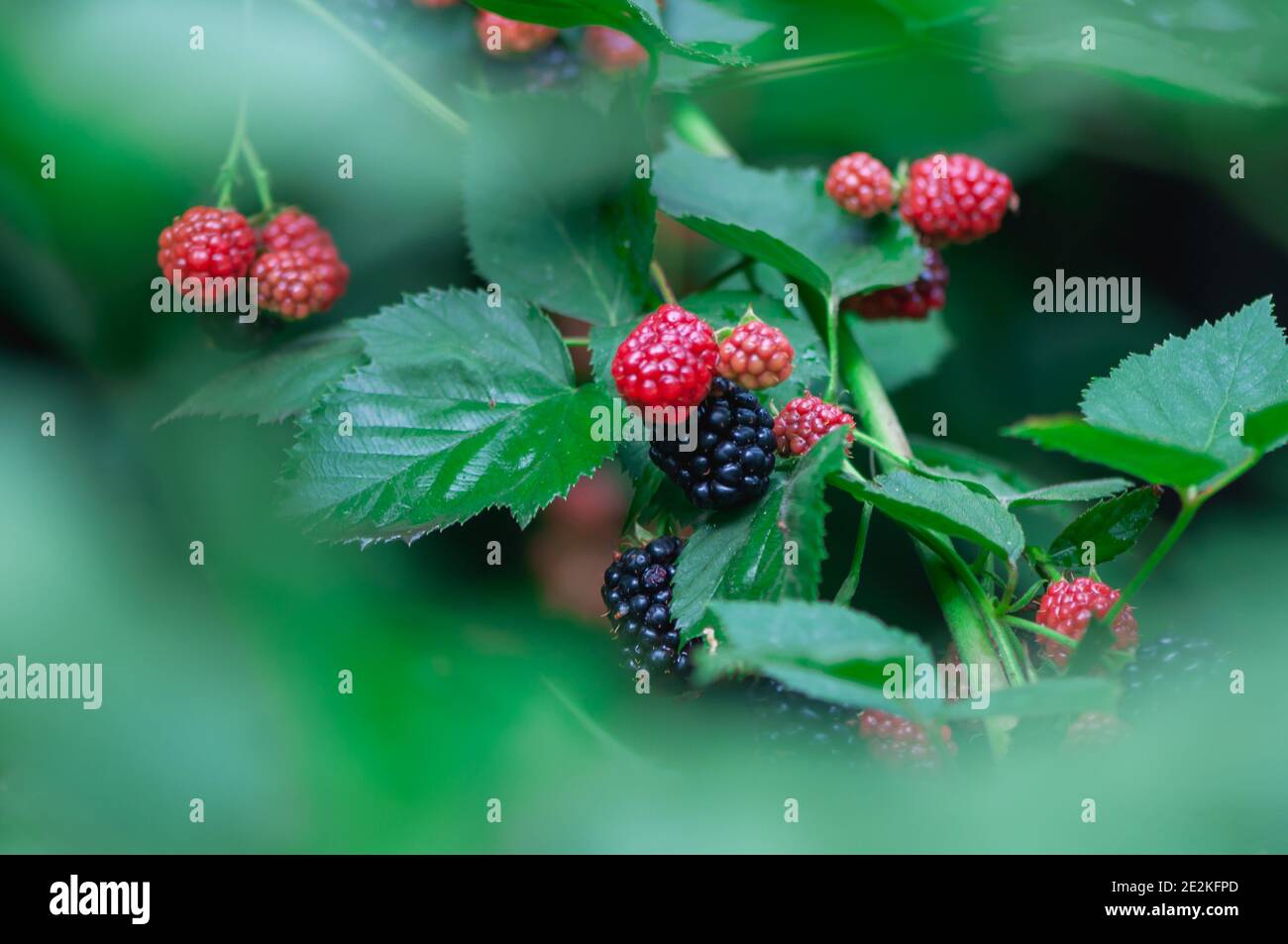 Unripe and ripe blackberry fruits growing on the vine on a garden Stock ...