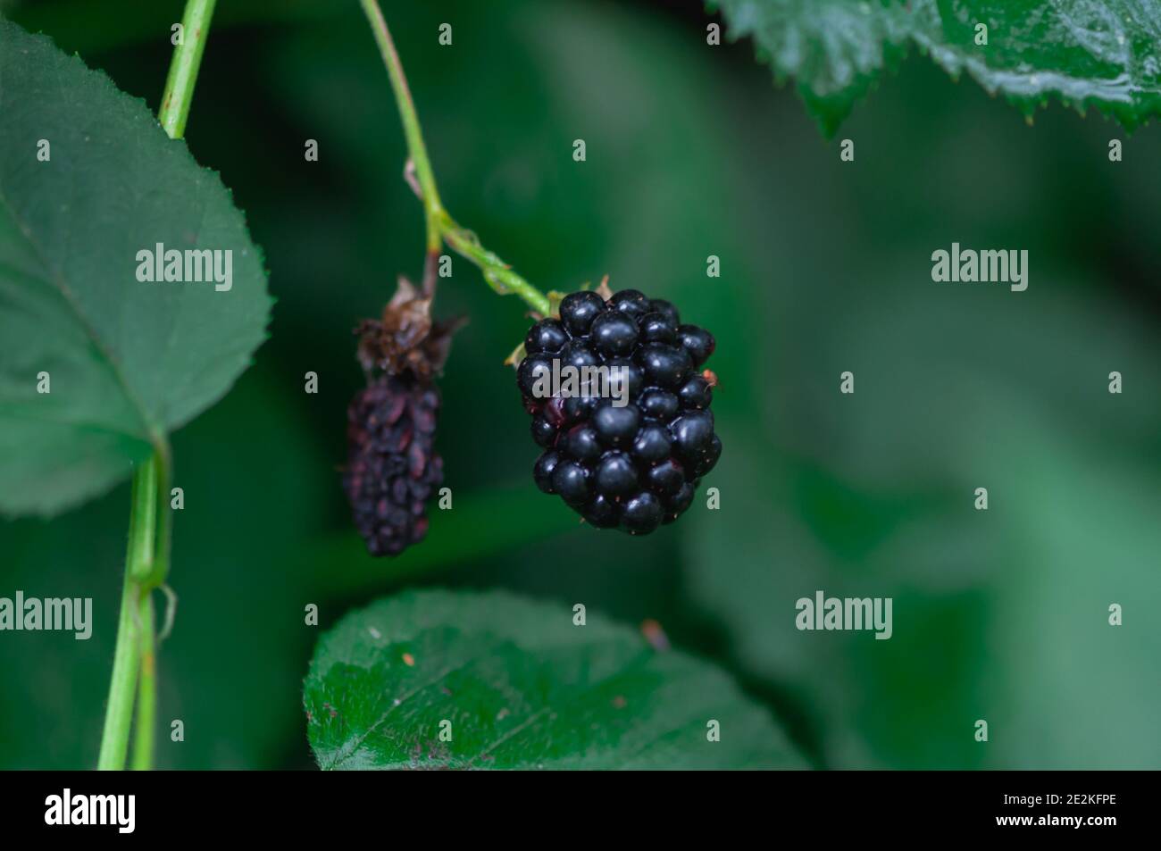 Blackberry on the vine hi-res stock photography and images - Alamy
