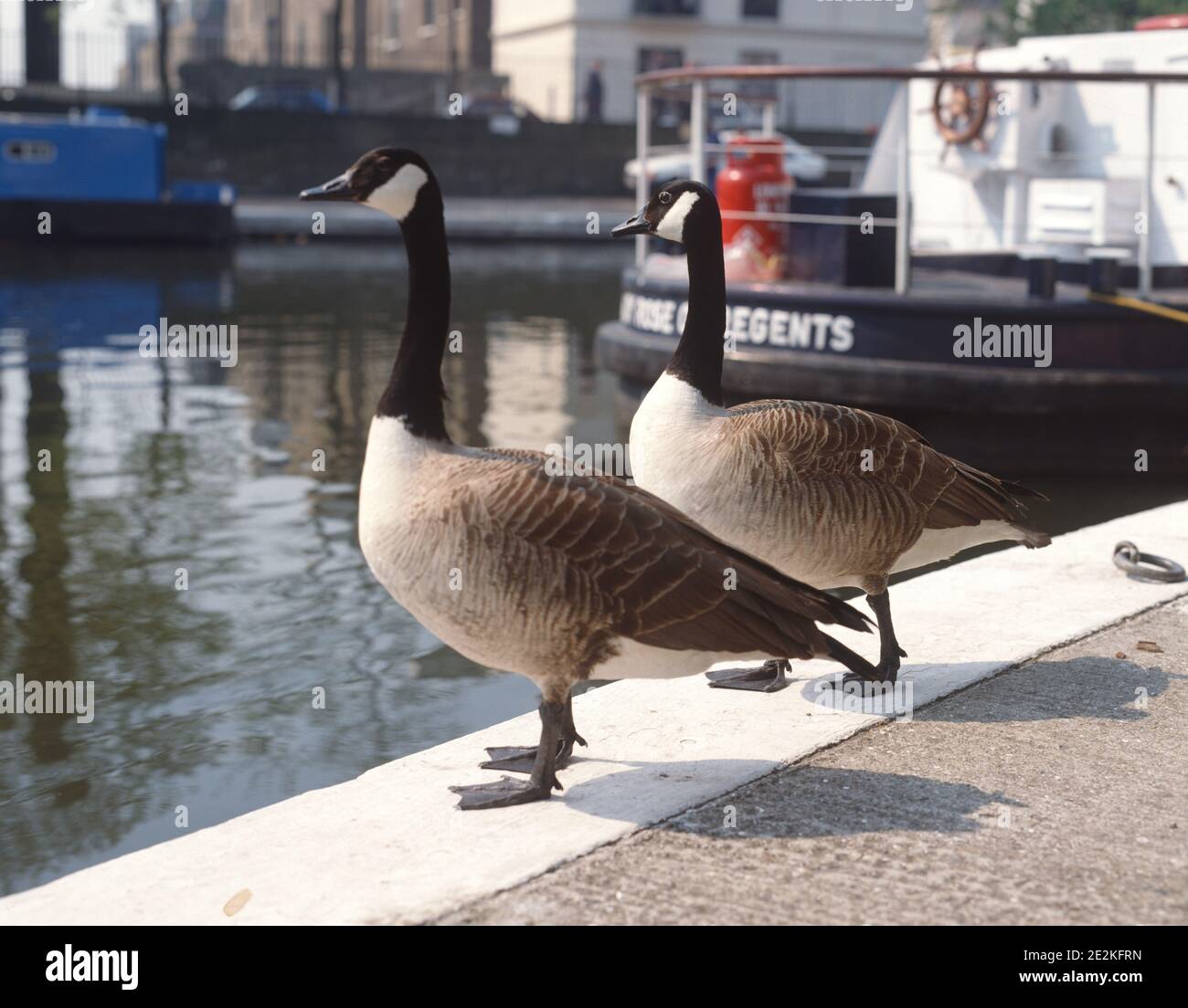 London geese hi-res stock photography and images - Alamy