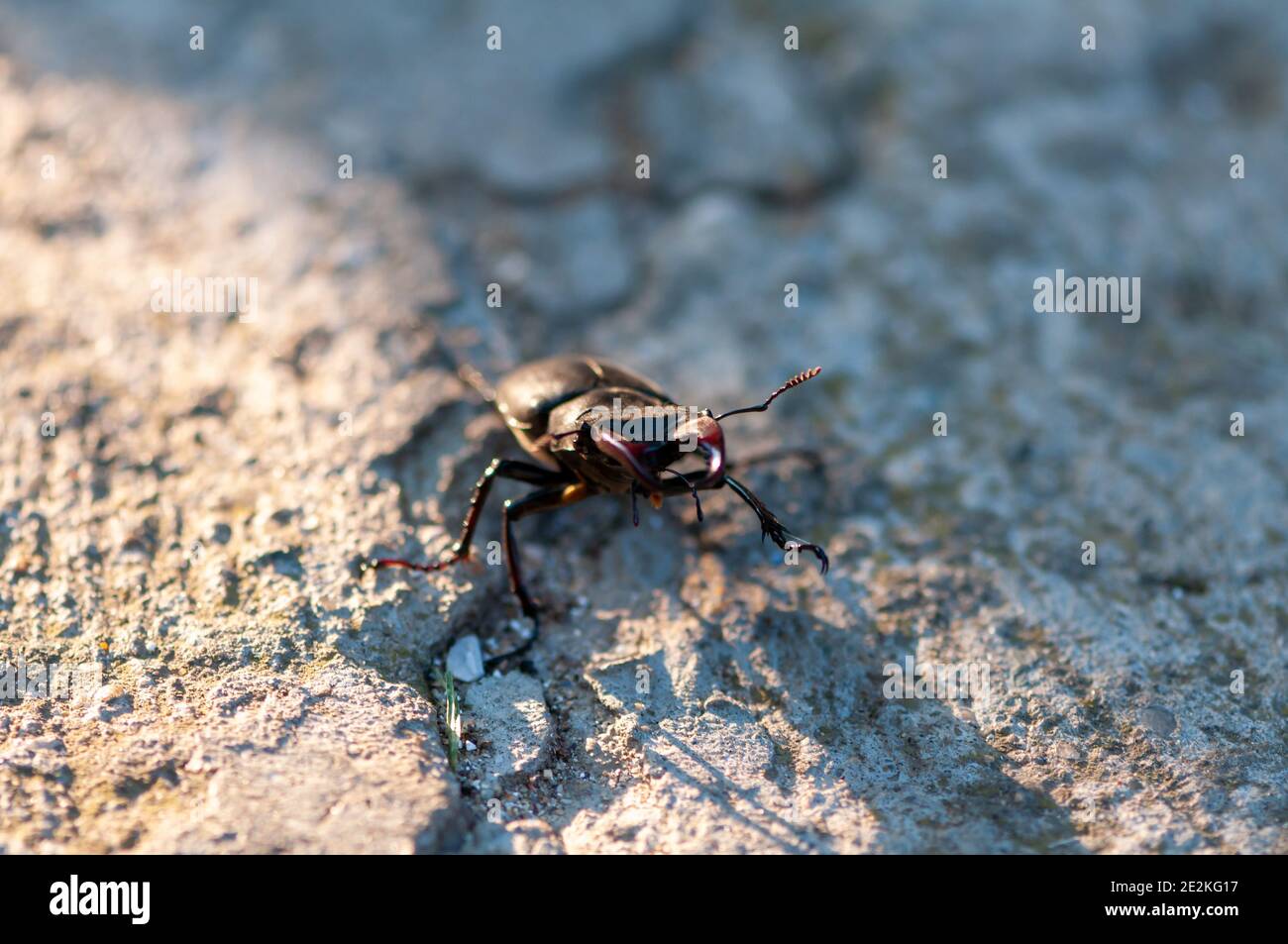 Close-up of a stag beetle walking on the ground Stock Photo - Alamy