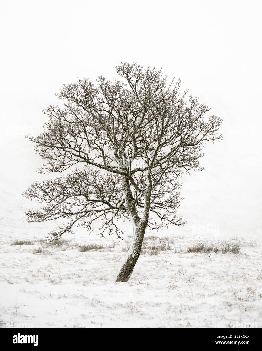 Lone frozen trees hi-res stock photography and images - Alamy