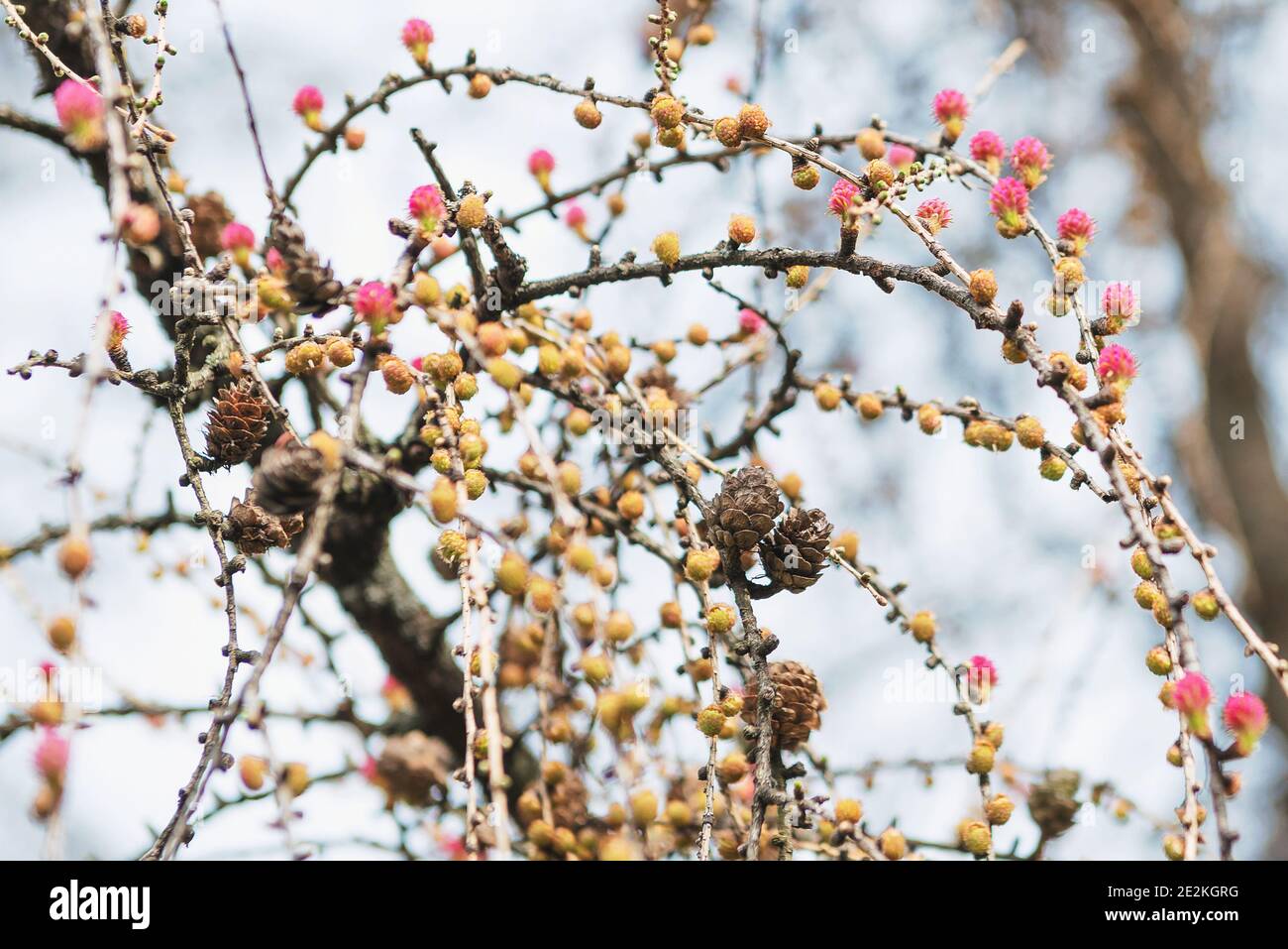 Larch park hi-res stock photography and images - Alamy