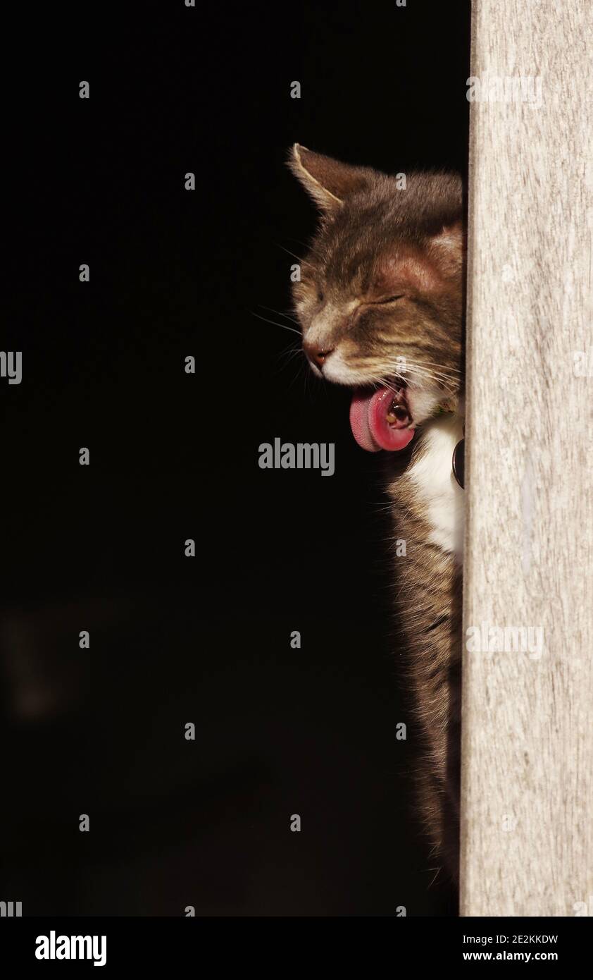 One-eyed cat looking through doorway Stock Photo - Alamy