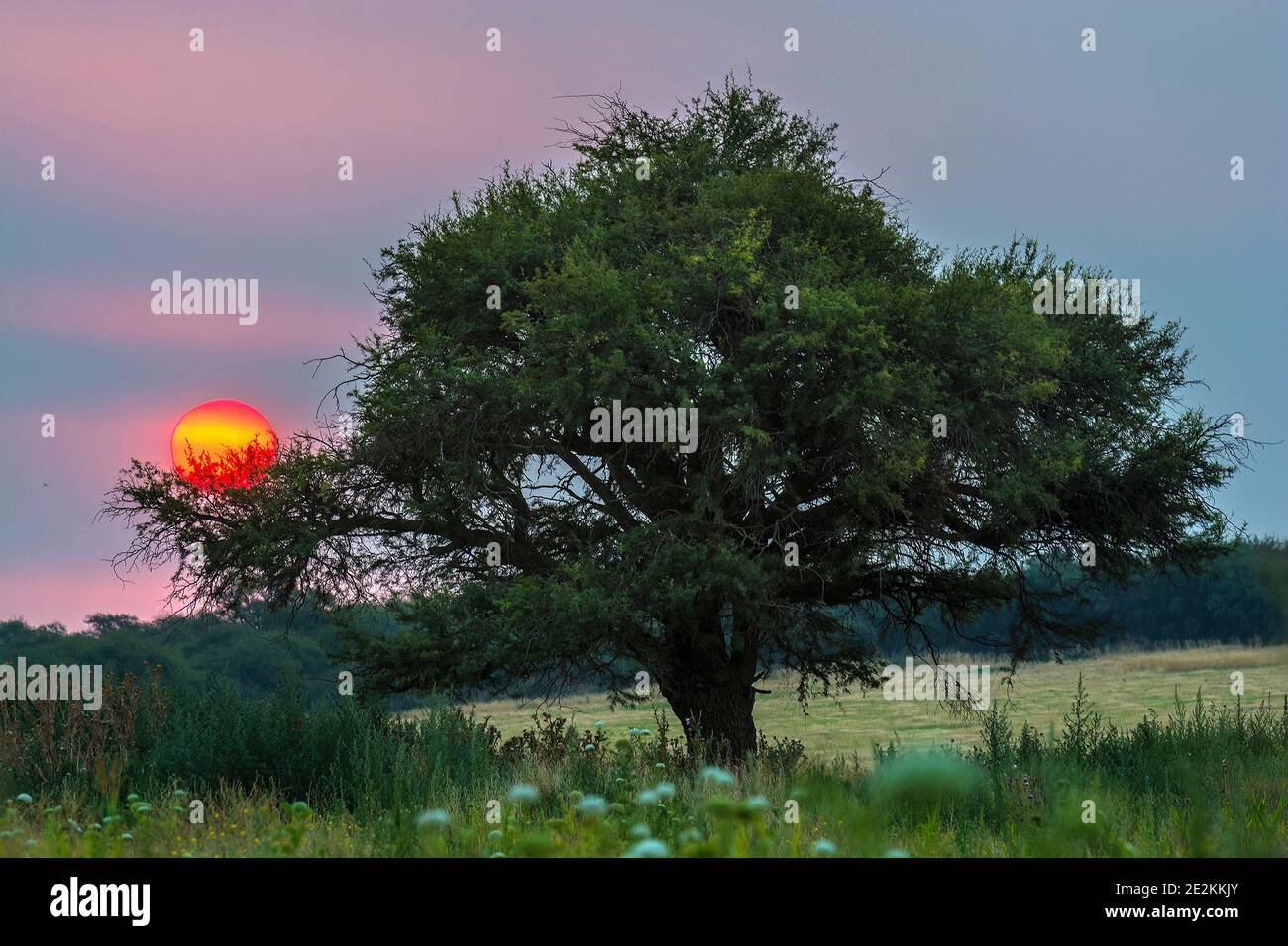 Calden tree, Prosopis Caldenia, in Pampas environment, La Pampa ...