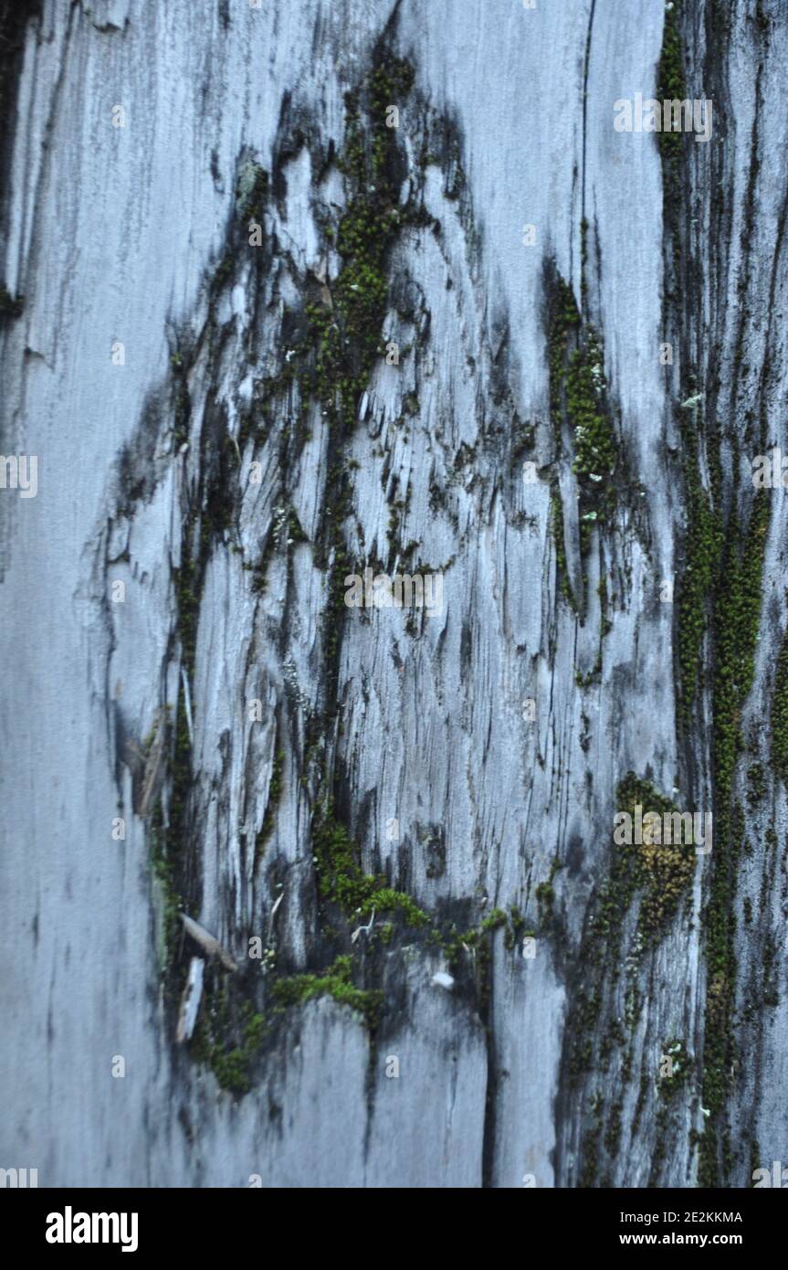 Wood with texture, patterns and mold Stock Photo - Alamy