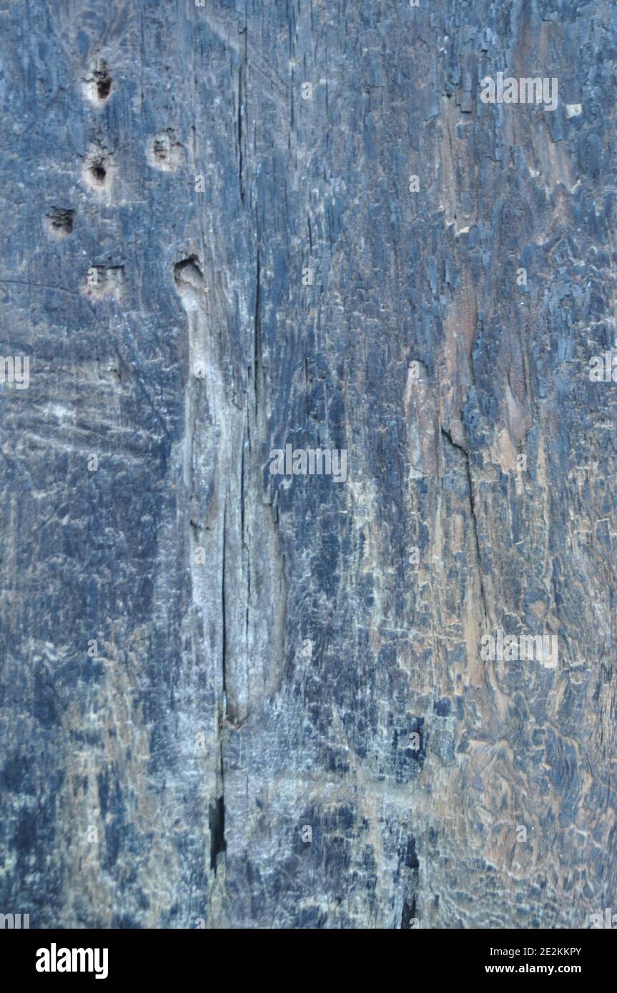 Wood with texture, patterns and mold Stock Photo - Alamy