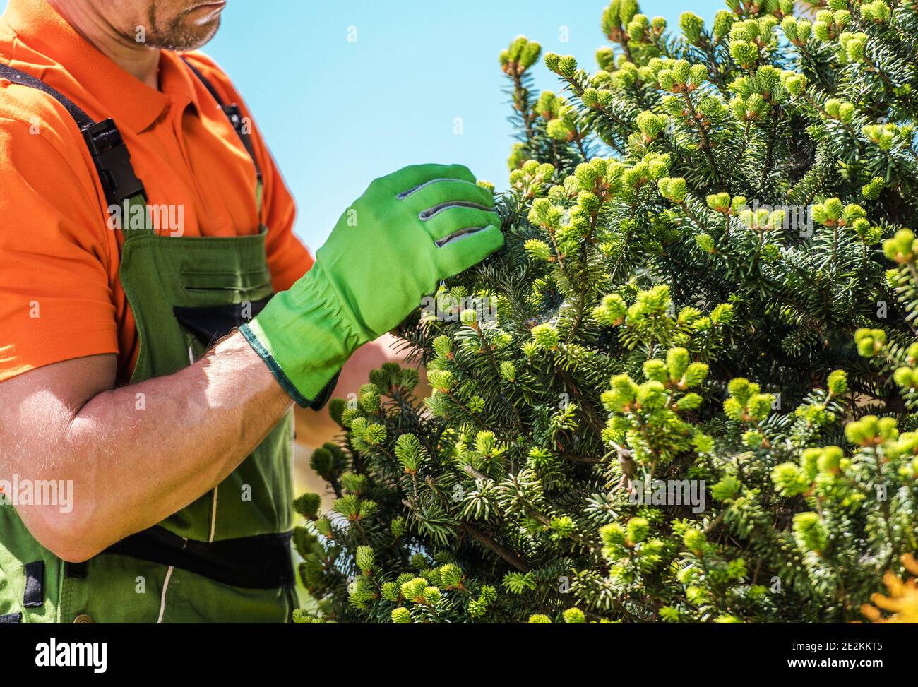 Professional Caucasian Gardener Checking Garden Plants Health During ...