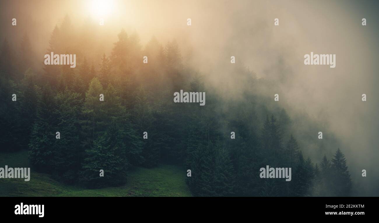 Scenic Foggy and Misty Sunrise in the Mountain Hills Covered by Dense Spruce Forest. Natural ...