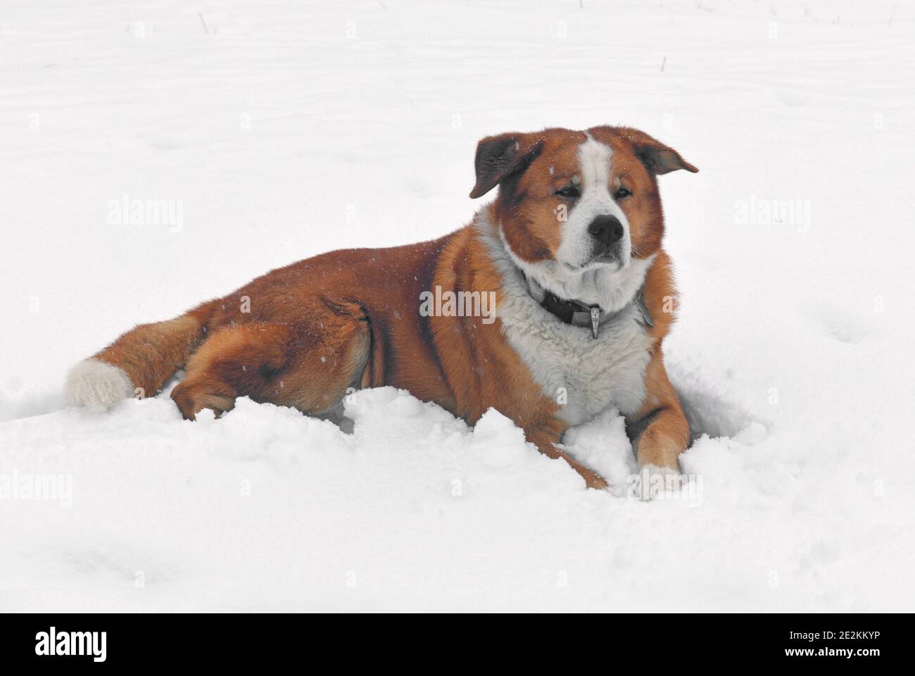 Greater swiss mountain dog hi-res stock photography and images - Alamy