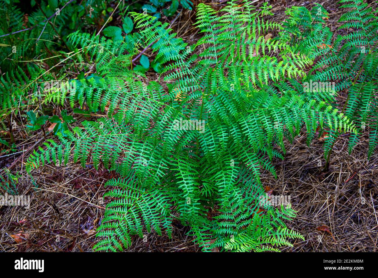 Curved fern leaf hi-res stock photography and images - Alamy