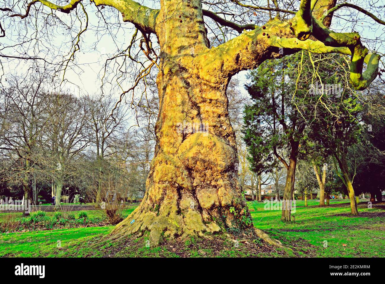 Thick tree trunk hi-res stock photography and images - Alamy