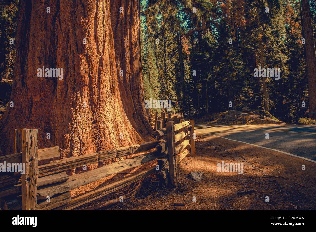 Road Through the California Sequoias National Park. Giant Sequoia Tree ...