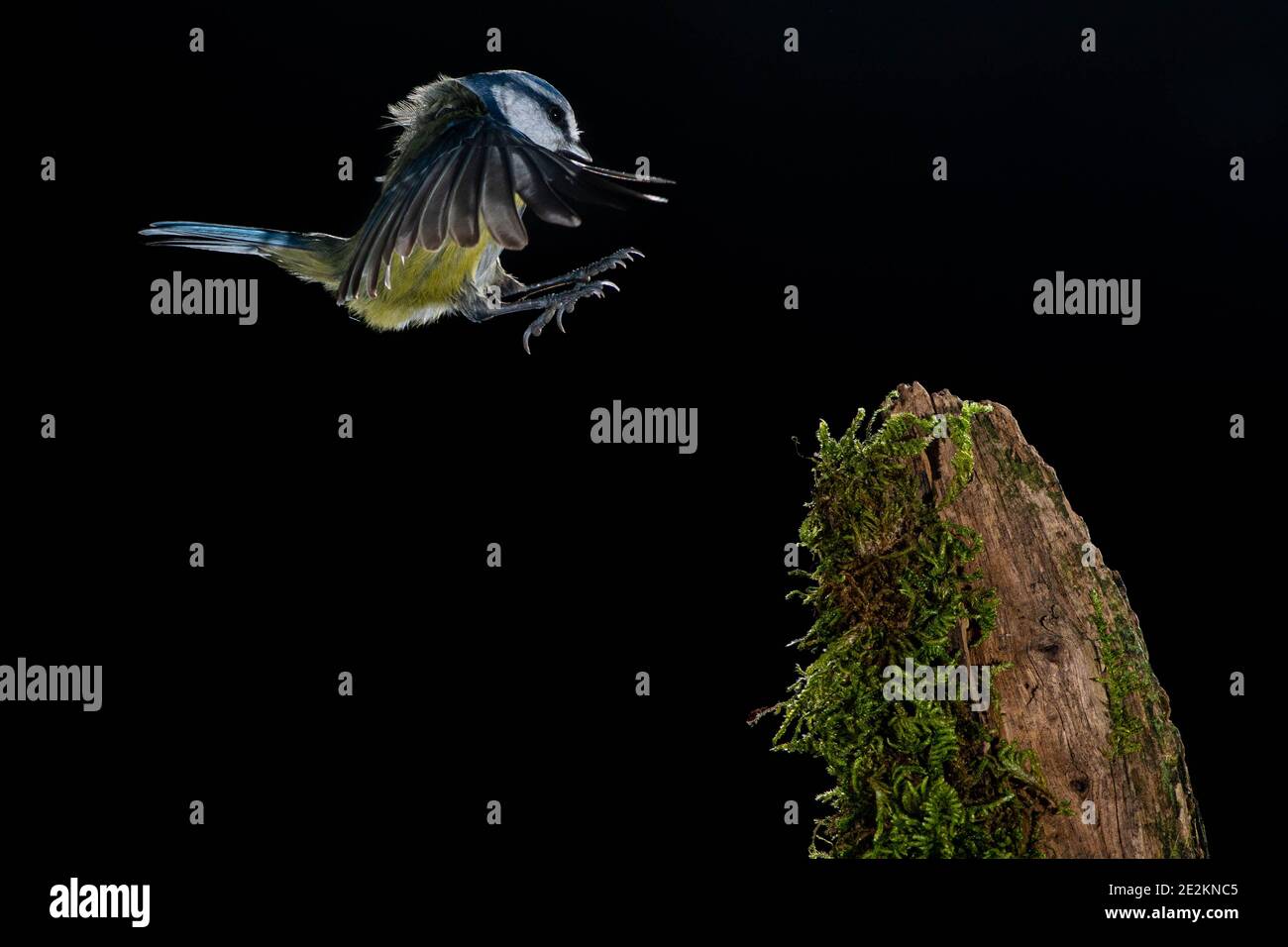 A blue tit (Cyanistes caeruleus) flying with black / brown background ...