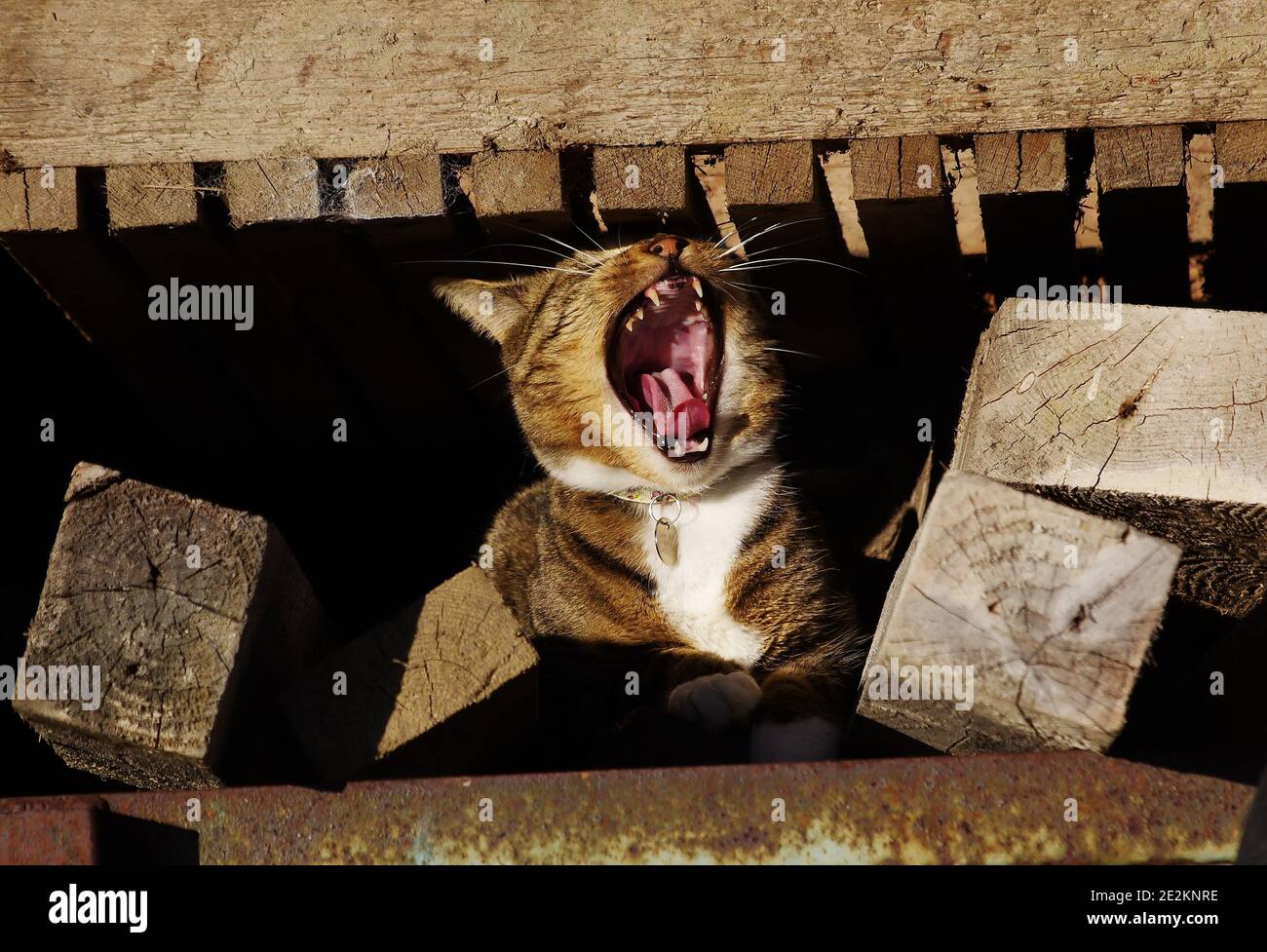 Roaring cat hi-res stock photography and images - Alamy
