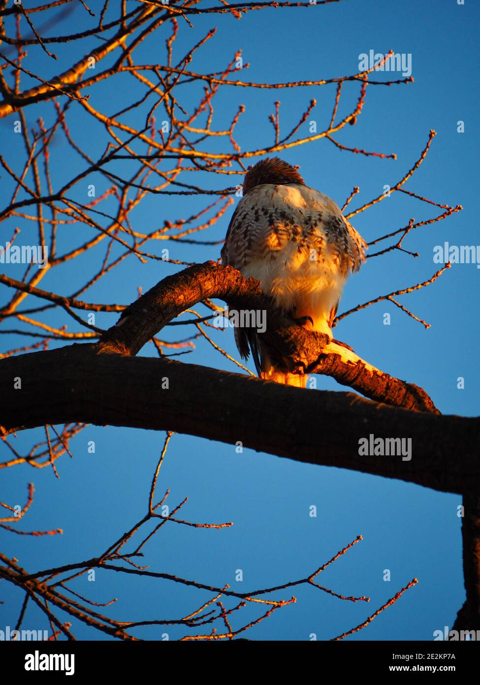 Wildlife - Birds in a city park in Toronto, Canada Stock Photo - Alamy