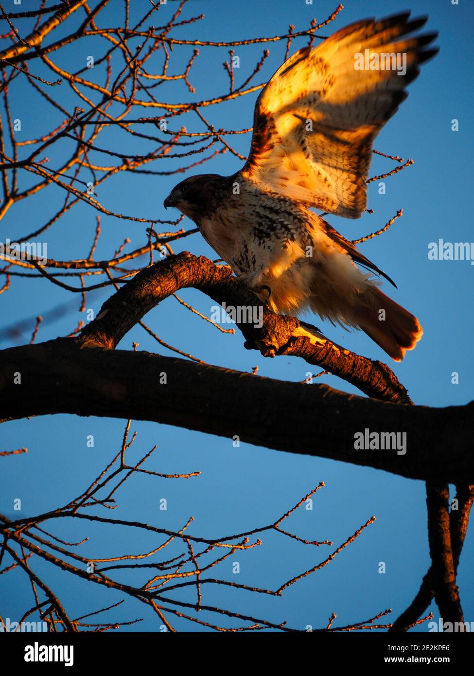 Wildlife - Birds in a city park in Toronto, Canada Stock Photo - Alamy