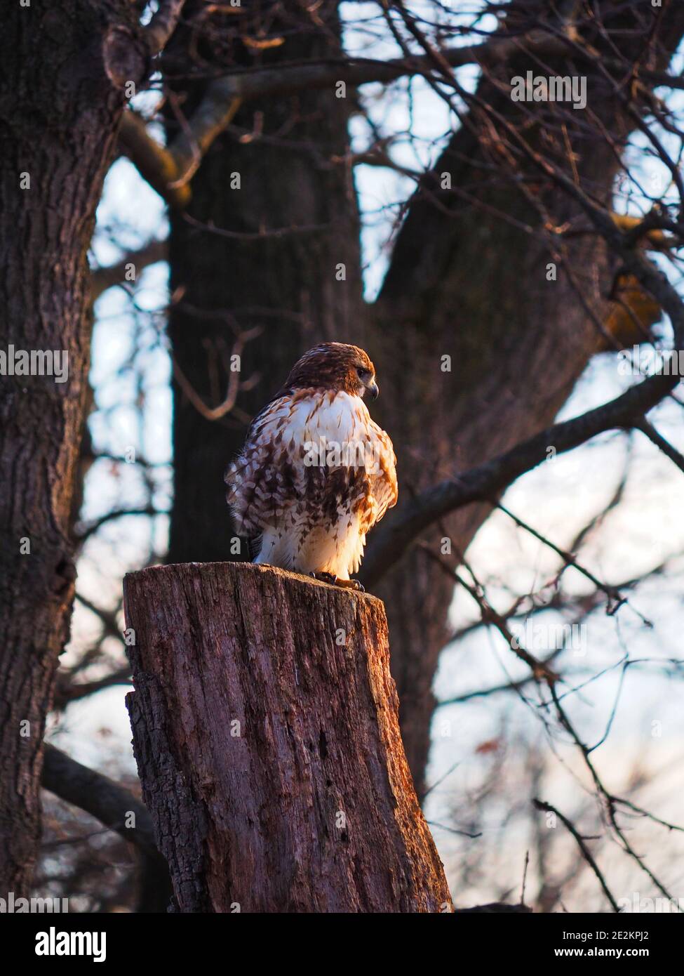 Wildlife - Birds in a city park in Toronto, Canada Stock Photo - Alamy