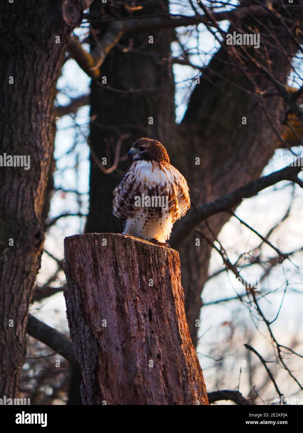 Wildlife - Birds in a city park in Toronto, Canada Stock Photo - Alamy