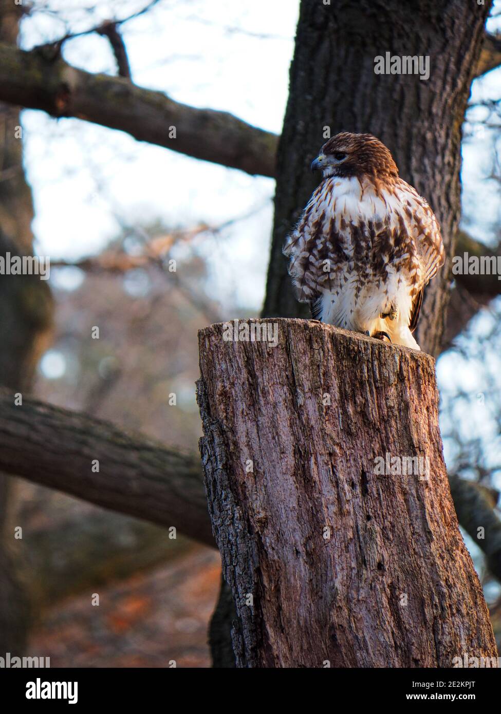 Birds of toronto hi-res stock photography and images - Alamy