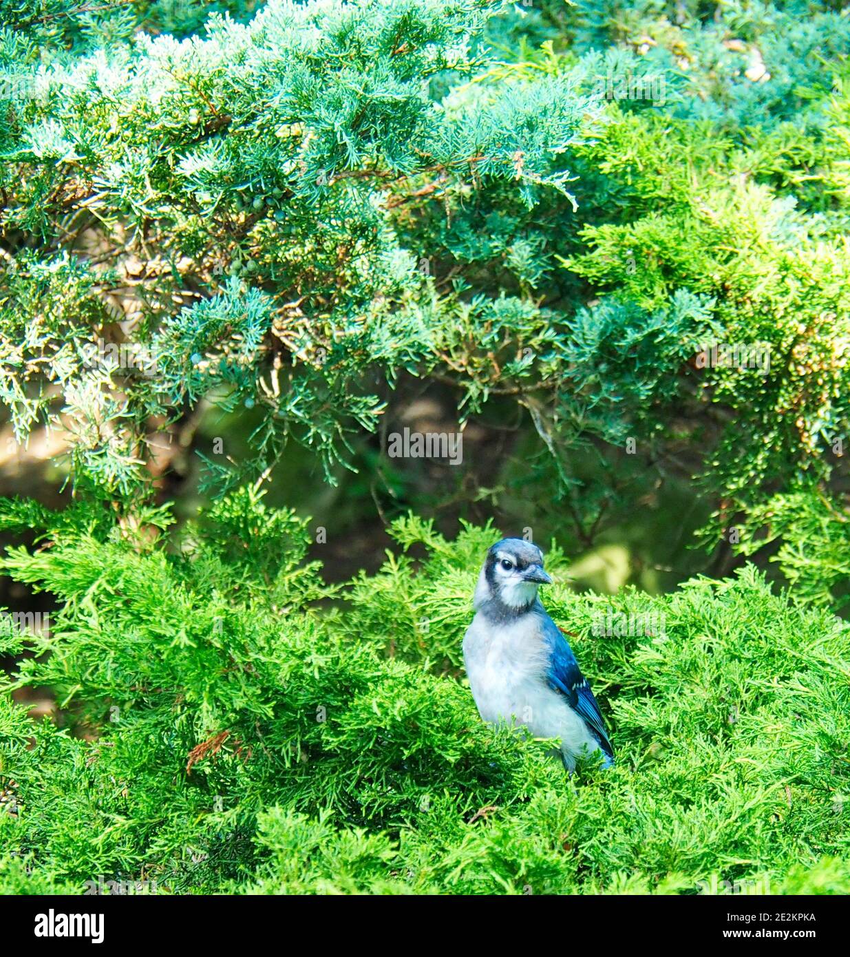 Wildlife - Birds in a city park in Toronto, Canada Stock Photo - Alamy