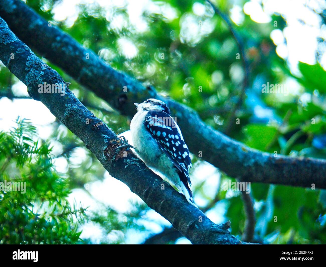 Wildlife - Birds in a city park in Toronto, Canada Stock Photo - Alamy