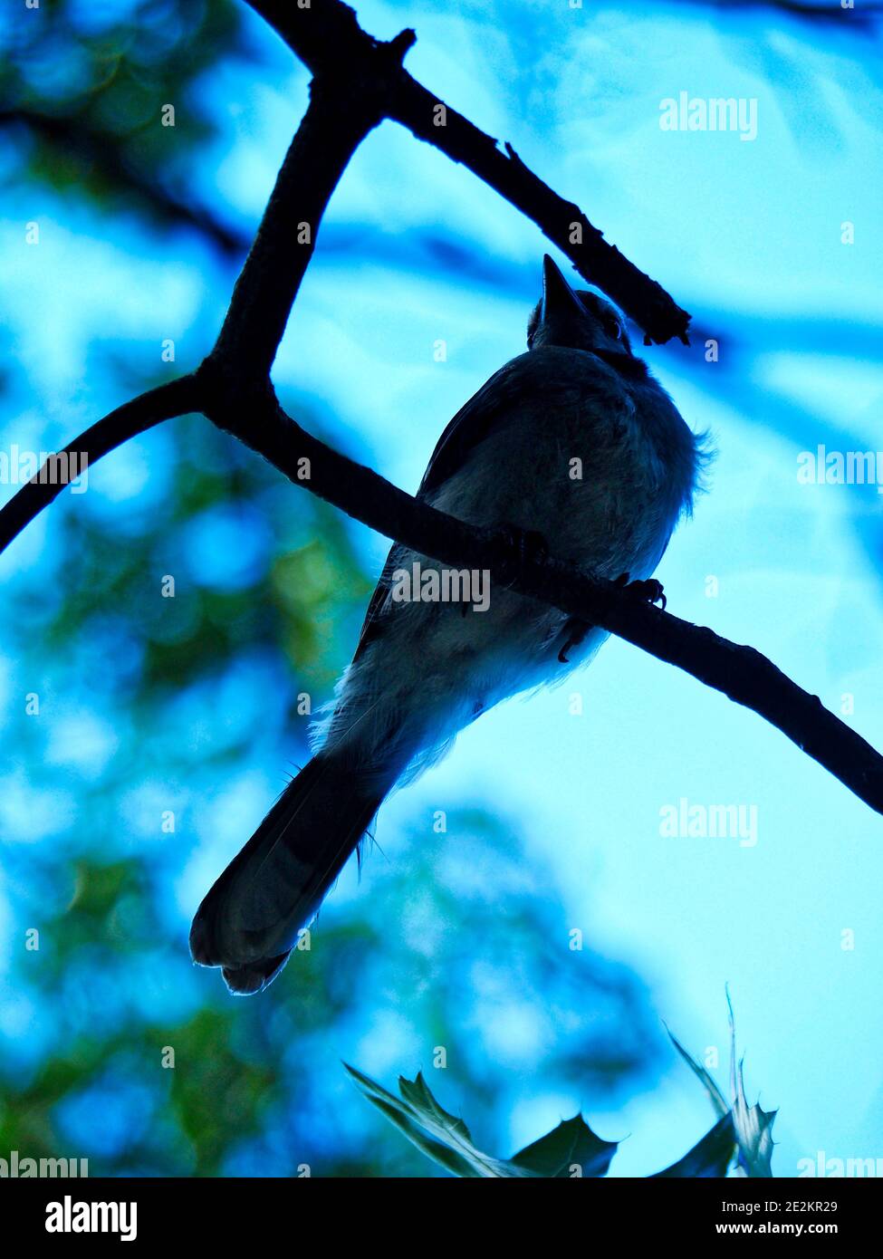 Wildlife - Birds in a city park in Toronto, Canada Stock Photo - Alamy