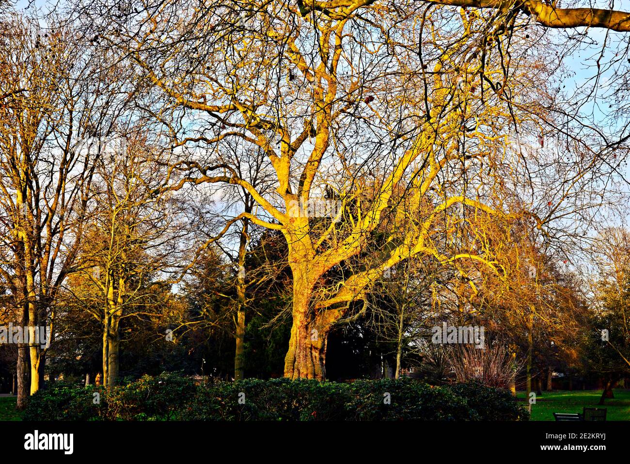 Tree trunk without skin hi-res stock photography and images - Alamy